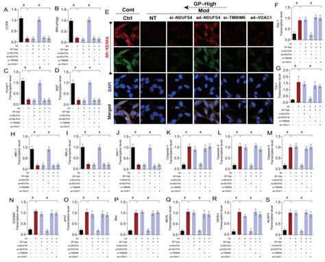Targeting Mitochondria By Lipid Selenium Conjugate Drug Results In Malate Fumarate Exhaustion