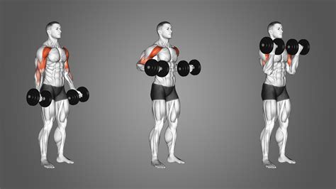 Drag Curl Benefits Muscles Used And More Inspire Us