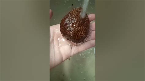 Тропічні фрукти Youtube