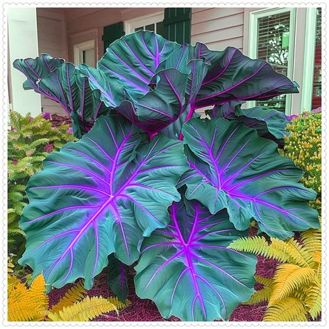 Elephant Ears For Sale Easy Maintenance Best For Beginners Fast Growth