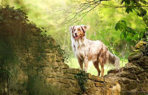 Perros Pastor Australiano Fondo De Pantalla Hd Wallpaperbetter
