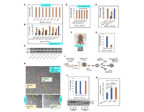 Intronic Genomic Qpcr Quantification Of Human Ascites And Their Paired Download Scientific