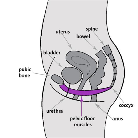 Tens Unit Placement For Pelvic Floor Physiotherapy