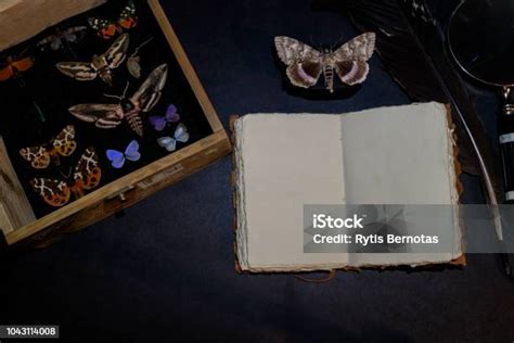 컬렉터 배경 구성 나비 나비와 곤충 오래 된 노트북 돋보기 연필 깃털와 오래 된 나무 수집 상자 신비 어두운 스타일과 여유 공간 검은색에 대한 스톡 사진 및 기타 이미지