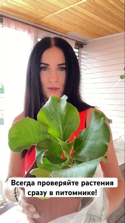 КУПИЛА ЗАРАЖЕННОЕ РАСТЕНИЕ🙁 Youtube