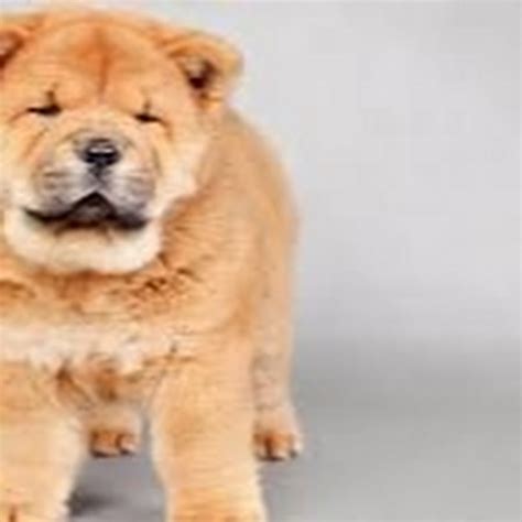 毕老师侃英语 Youtube