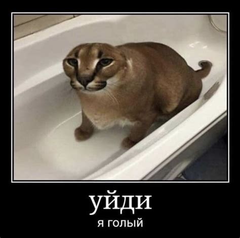 Дверь закрой у меня теперь другой 🤪 | Funny animal jokes, Silly cats ...