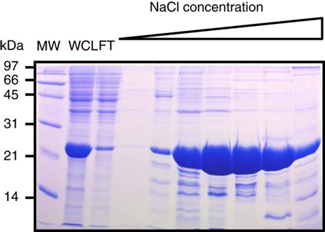 Heparin Sepharose Chromatography Of Recombinant Map Hbha Produced In E