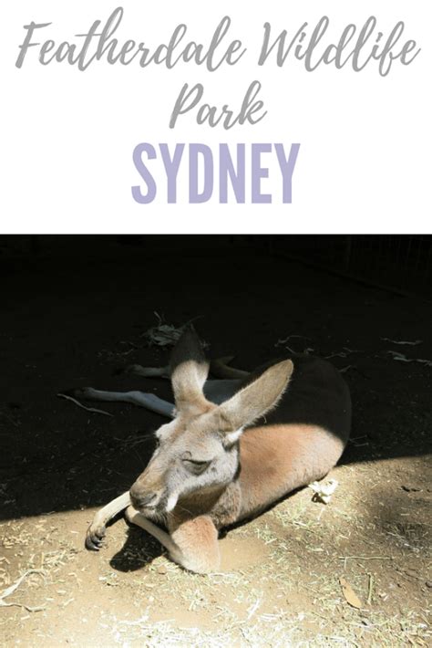 How To Get To Featherdale Wildlife Park In Sydney Travelling With Nikki