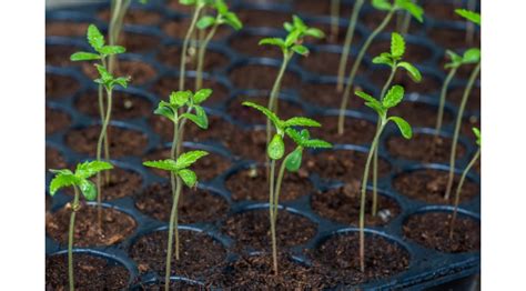 Stretching In Cannabis Seedlings How To Avoid And Fix Leggy Seedlings