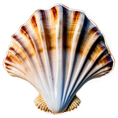 Download Seashell With Rope Border Png Cqq96