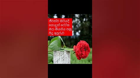 ජීවත්වෙනකොට නොදුන්දේ මිය ගියාට පසු නිසඳැස් කවි Sinhala Nisadas Youtube