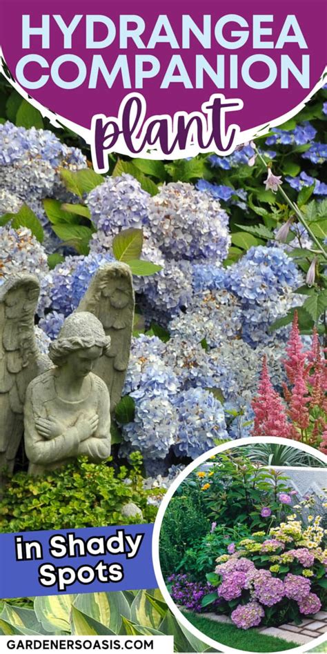 Hydrangea Companion Plants