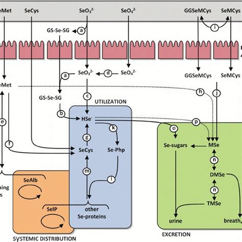Pdf Selenium Biochemistry And Its Role For Human Health