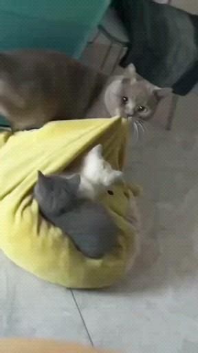 Video Pin Oleh Yhair Adrian Garcia Couti O Di Gatito Bonito Di