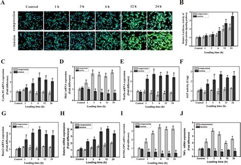 Mc3t3e1 Cell Alp Activity And Runx2 Osterix Cyclin D1 Dkk 1 Wnt5a Download Scientific
