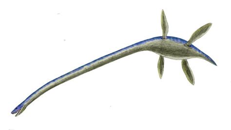 Thalassomedon Pictures And Facts The Dinosaur Database