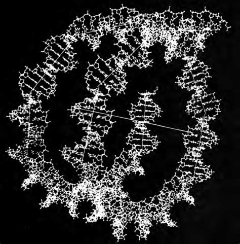 The Organization Of DNA Within The Nucleosome The Lowest Energy