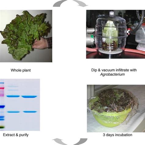 Pdf Highly Efficient Transient Expression Of Functional Recombinant Antibodies In Lettuce
