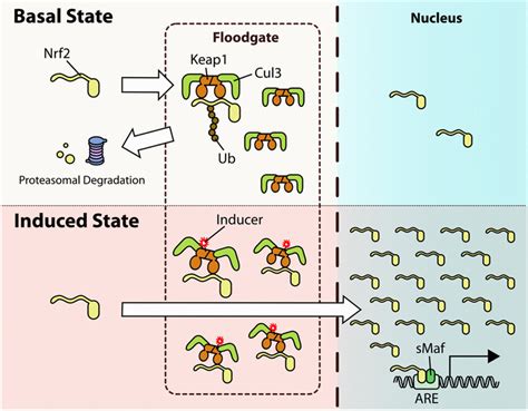 Molecular Dynamics Of The Nrf2 Keap1 Cul3 Complex In Cells Under Basal