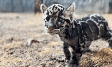 Clouded Leopard Cub Reveal