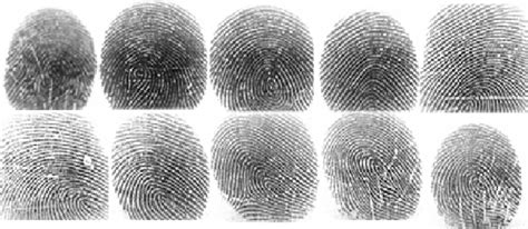 Figure 1 From An Efficient Fingerprint Based Gender Classification System Using Dominant Un