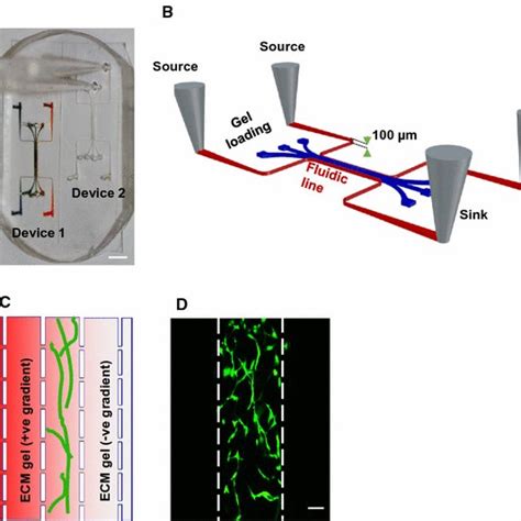 Hepatocyte Growth Factor Hgf Structural Domains Hgf Consists Of Six Download Scientific