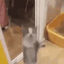 Yippee Cat Kitty  Yippee Cat Kitty Leri Keşfedin Ve Paylaşın
