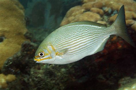 Bermuda Sea Chub • Kyphosus Sectatrix • Fish Sheet
