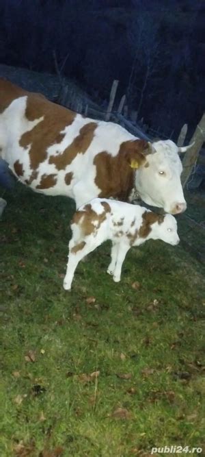 Vaca De Vânzare Luncani Animale