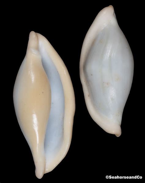 Intermediate Egg Shell Cyphoma Intermedium G B Sowerby I 1828
