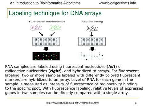 Section 6 What Carries Information Between Dna To Proteins Ppt Download