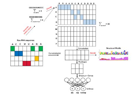 flow chart of our cnn models for motif visualization and rna editing