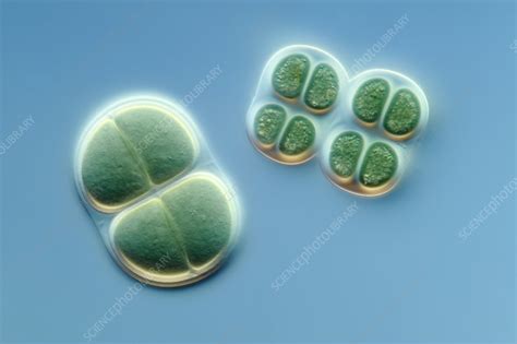 Chroococcus Turgidus Stock Image C0126474 Science Photo Library