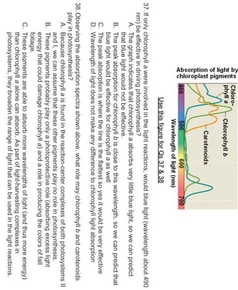 Solved Absorption Of Light By Chloroplast Pigments