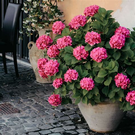 Hydrangea Pruning Everything You Need To Know Roots Plants