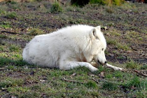 Beautiful Dpz Animated Photos Download The Best Free Beautiful Dpz