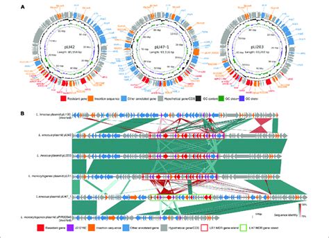 Circular Schematic Map And Linear Sequence Comparison Of Three Download Scientific Diagram