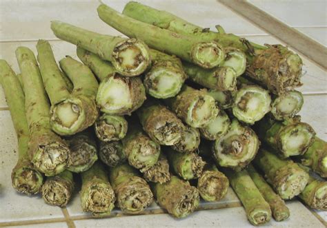 An Inoculation Against Blackleg Manitoba Co Operator