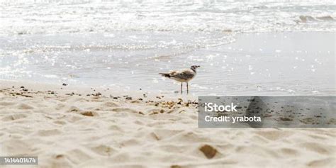 갈매기는 모래 사장의 해변에있는 바닷물에 서 있으며 바닷물은 햇볕에 반짝이며 바닷새가있는 아름다운 자연 풍경 여름철 여행 및 휴식 개념 복사 공간이있는 자연 넓은 배너