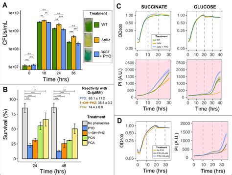 Both Toxic And Beneficial Effects Of Pyocyanin Contribute To The