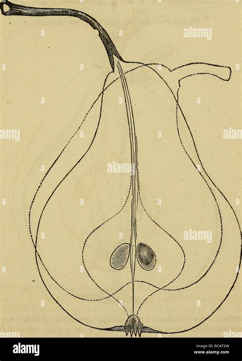 Elliotts Fruit Book Fruit Culture Fruit From Old Catalog