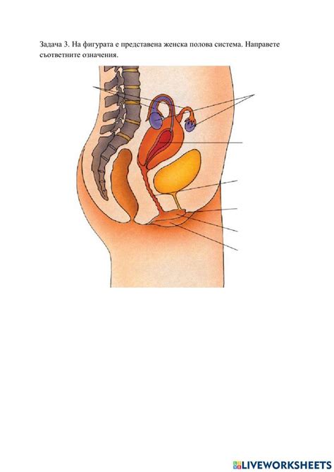 Полова система Free Interactive Worksheets 2324878