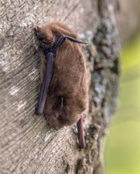 Batsofeurope Wildlifetracking Mammal Society