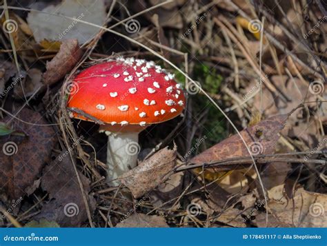 Poisonous Mushroom With A Red Cap Fly Agaric Growing In The Forest In