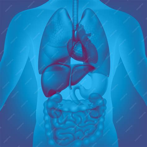 인간의 내부 장기의 의학적으로 그림 프리미엄 벡터