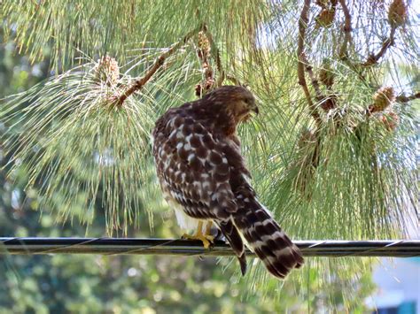 Timeout Birds On A Wire Humor