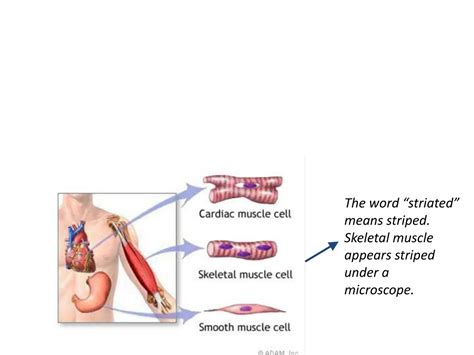 Ppt Striated Muscles Structure And Functions Powerpoint Presentation