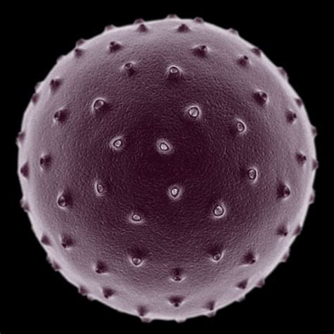 3d Model Mutated Microscopic Cell 1