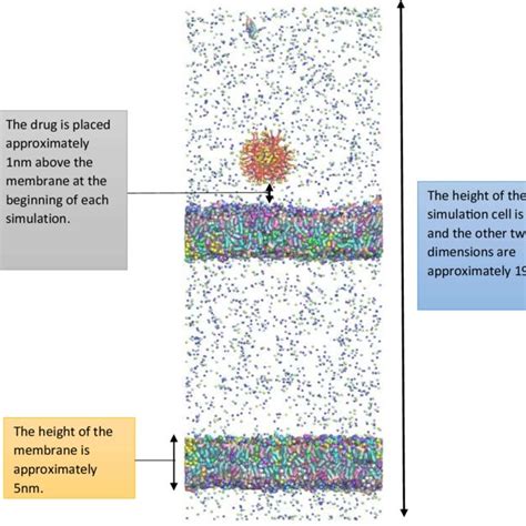 Preparing The Membrane For The Coarse Grained Simulation Download Scientific Diagram